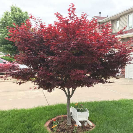 Emperor One Japanese Maple Tree | Buy at NatureHills.com