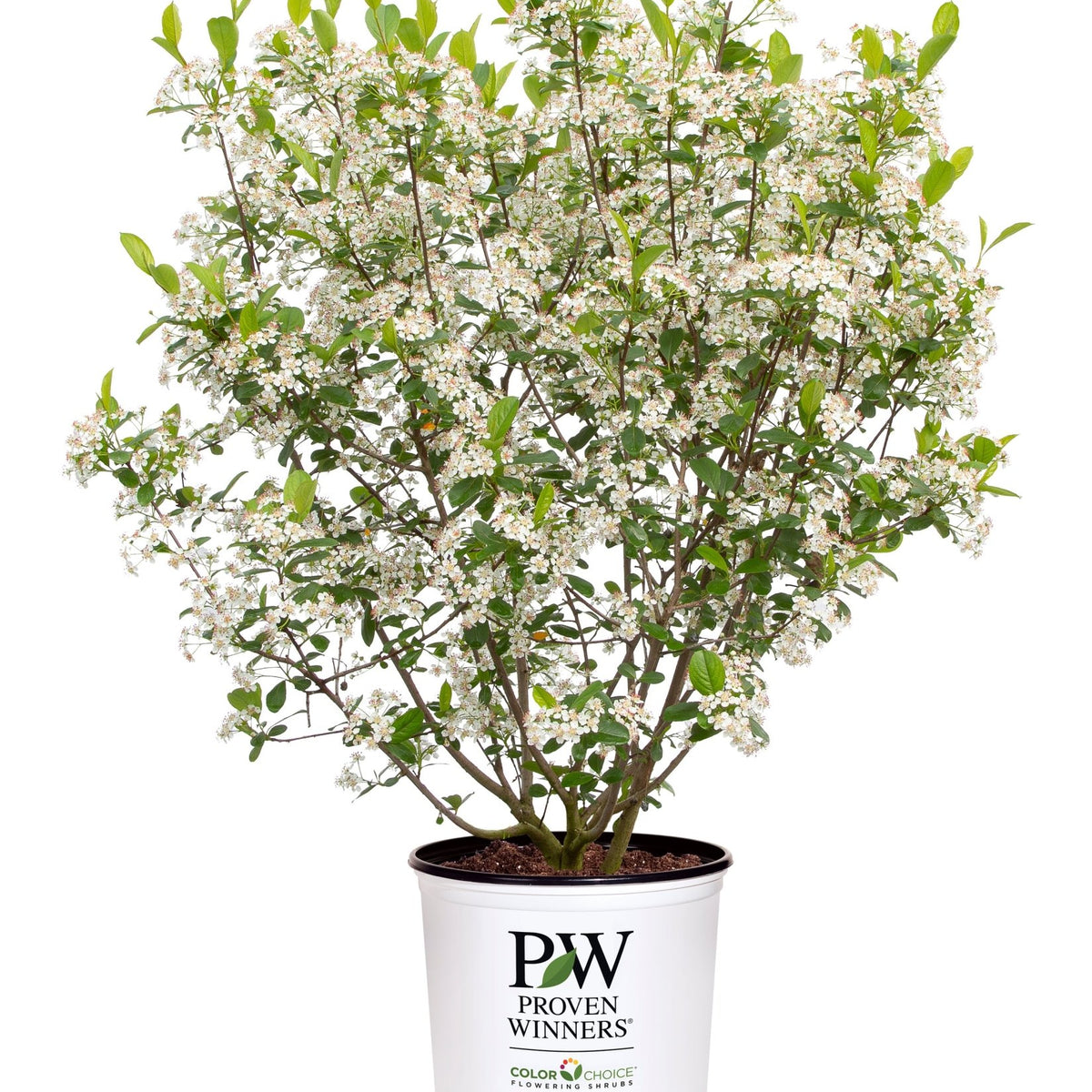 Low Scape Snowfire® Chokeberry: Fall Color | Nature Hills