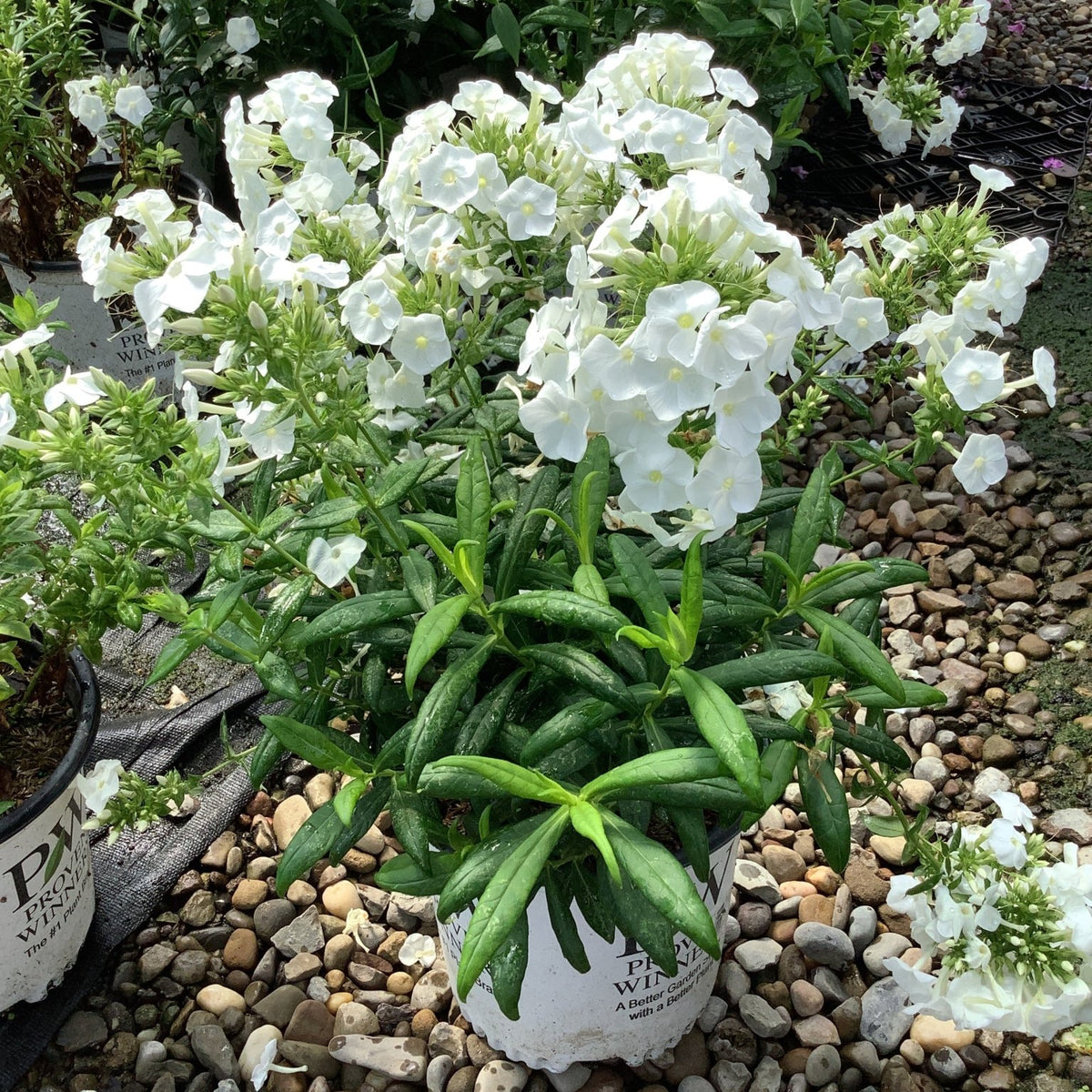 Luminary™ Backlight Tall Garden Phlox | Buy at NatureHills.com