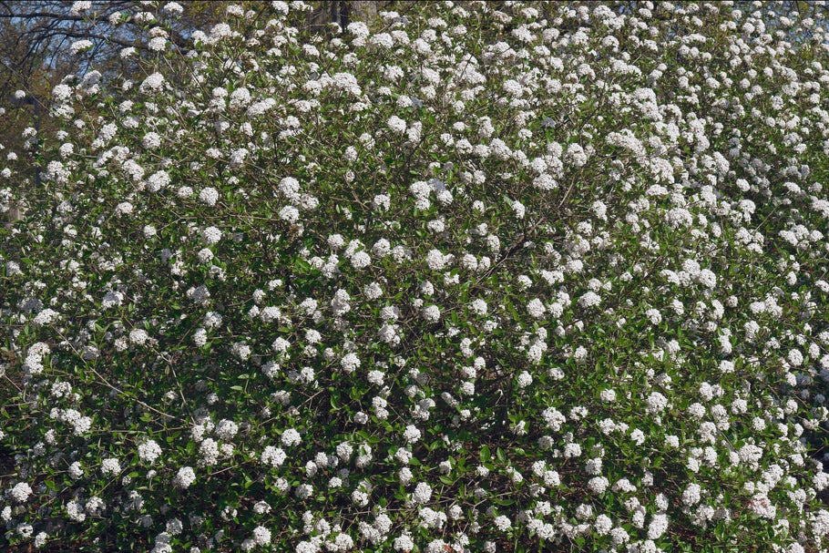 Mohawk Burkwood Viburnum | Buy at NatureHills.com