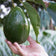 Monroe Avocado Trees for sale at NatureHills.com