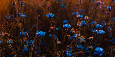 Pennsylvania Native Plants for Sale | Ships Nationwide
