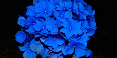 Hydrangea Shrubs for Sale | Colorful Flowering Bushes