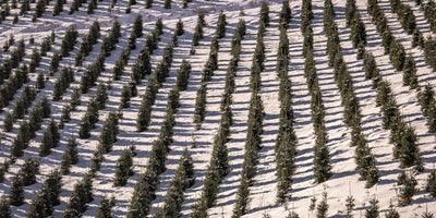 Buy Buckeye Trees for Your Yard Now | Nature Hills Nursery