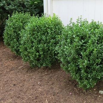 NewGen Boxwood | Blight & Leafminer Resistant Boxwoods | Nature Hills