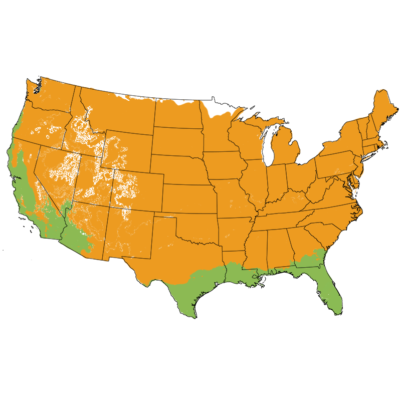 Red Navel Orange Tree For Sale at NatureHills.com