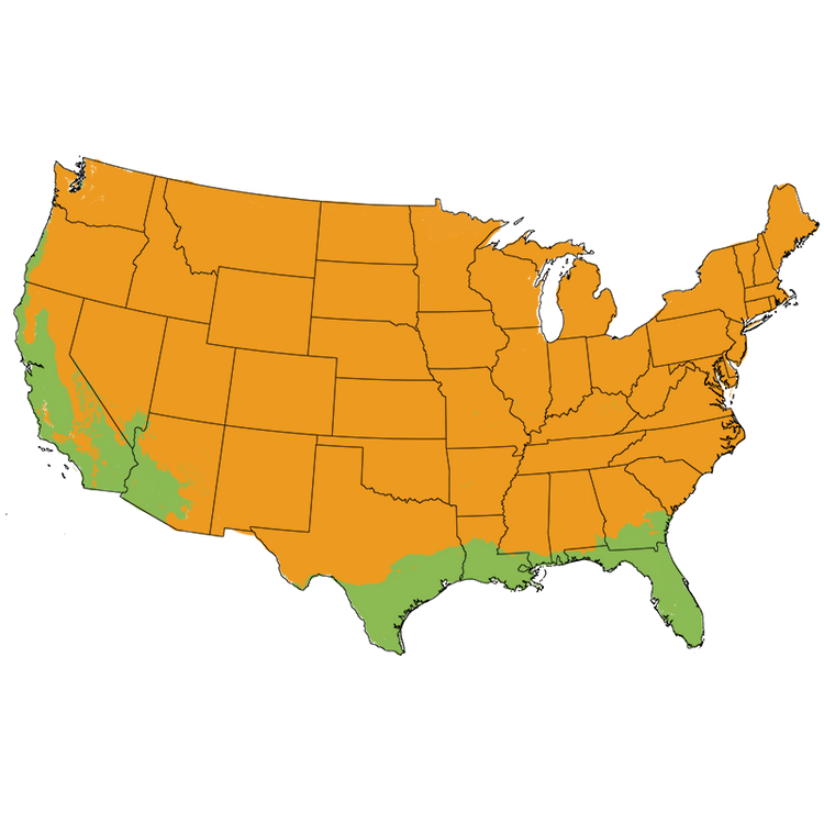 Improved Dwarf Meyer Lemon Tree | Nature Hills Nursery