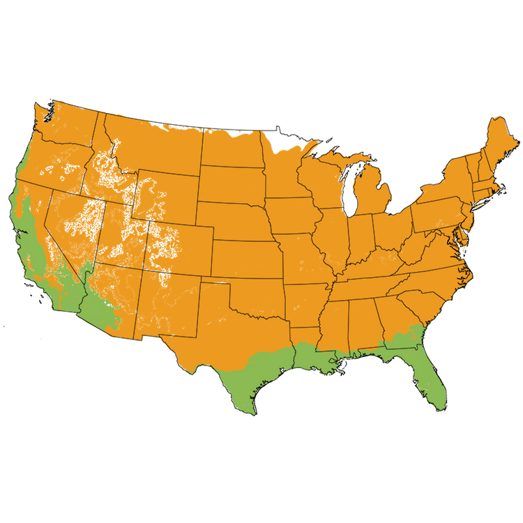 Little Cado Dwarf Avocado Tree From NatureHills.com