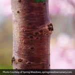 Pink Snow Showers Weeping Cherry | Cascading Spring Blooms | Nature Hills