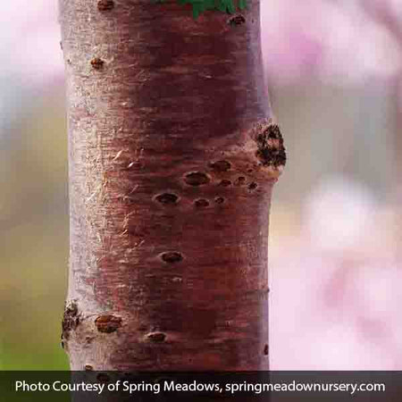 Pink Snow Showers Weeping Cherry | Cascading Spring Blooms | Nature Hills
