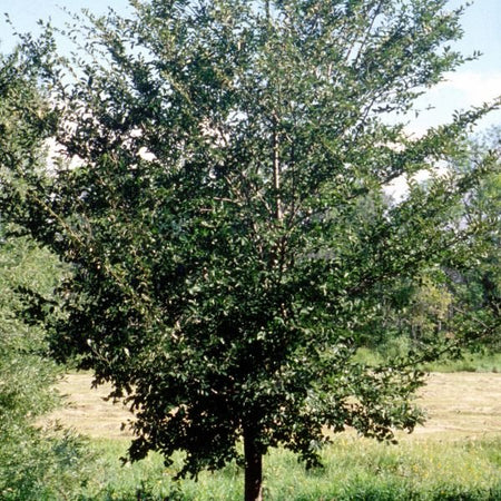 Disease-Resistant Elm Trees for Shaded Streets