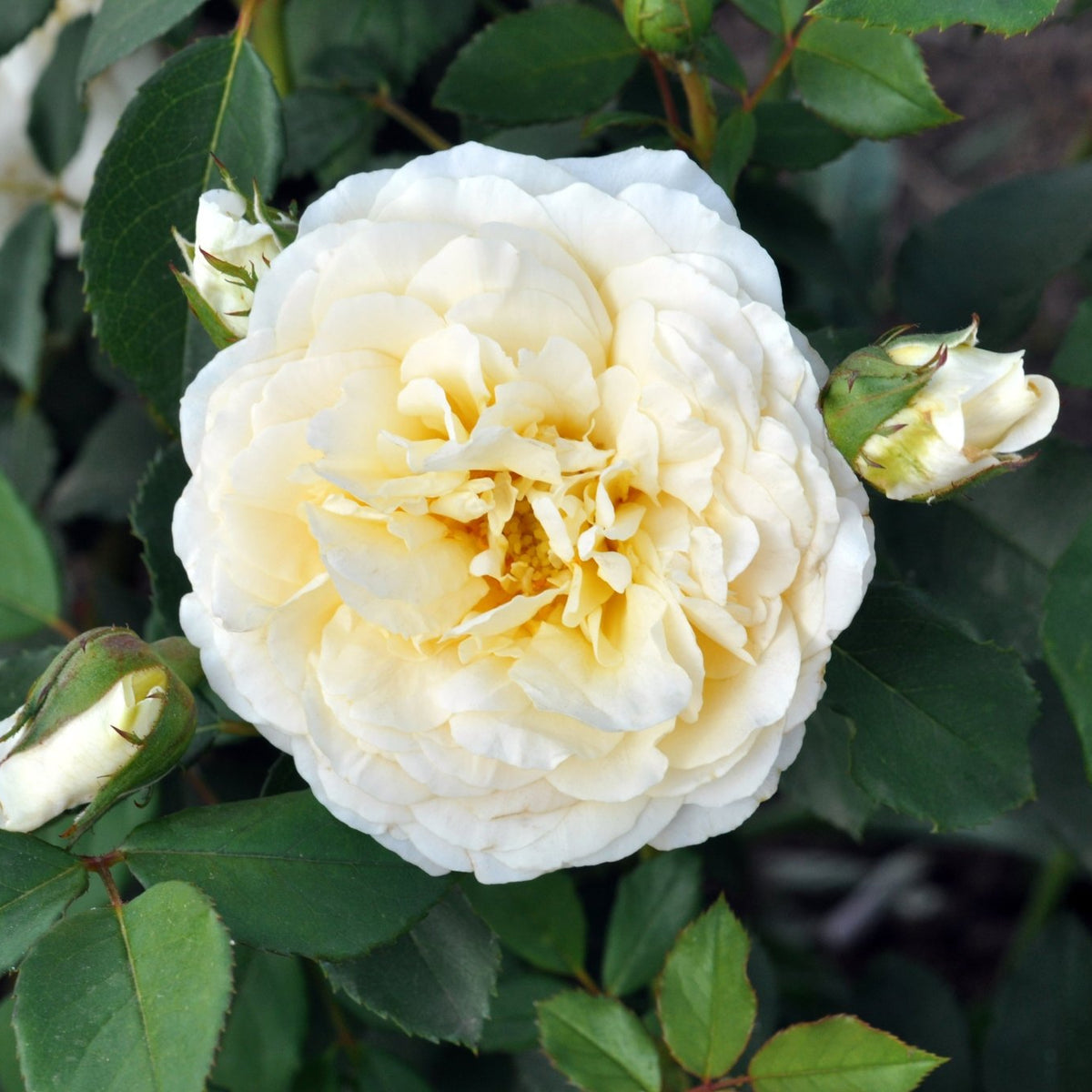 Reminiscent® Crema Rose 'BOZFRA121' | Buy at NatureHills.com