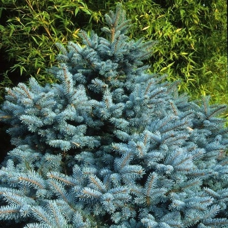 Spruce Tree Identification Guide