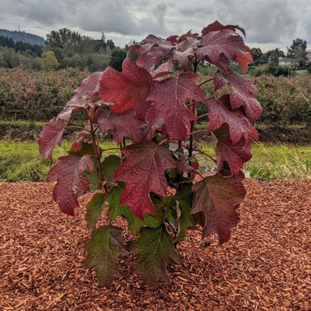 Toy Soldier™ Oakleaf Hydrangea | Buy at NatureHills.com