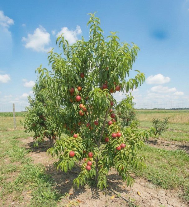June Princess Nectarine | Early Summer Fruit Tree | Nature Hills