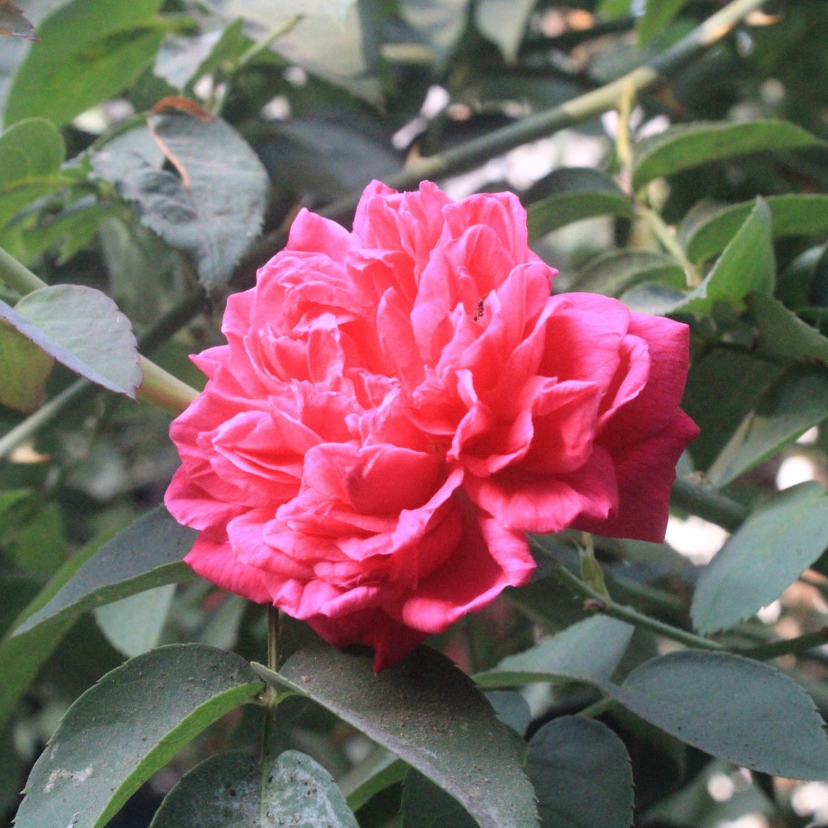 True Bloom™ True Inspiration™ Hybrid Tea Rose | Buy at NatureHills.com
