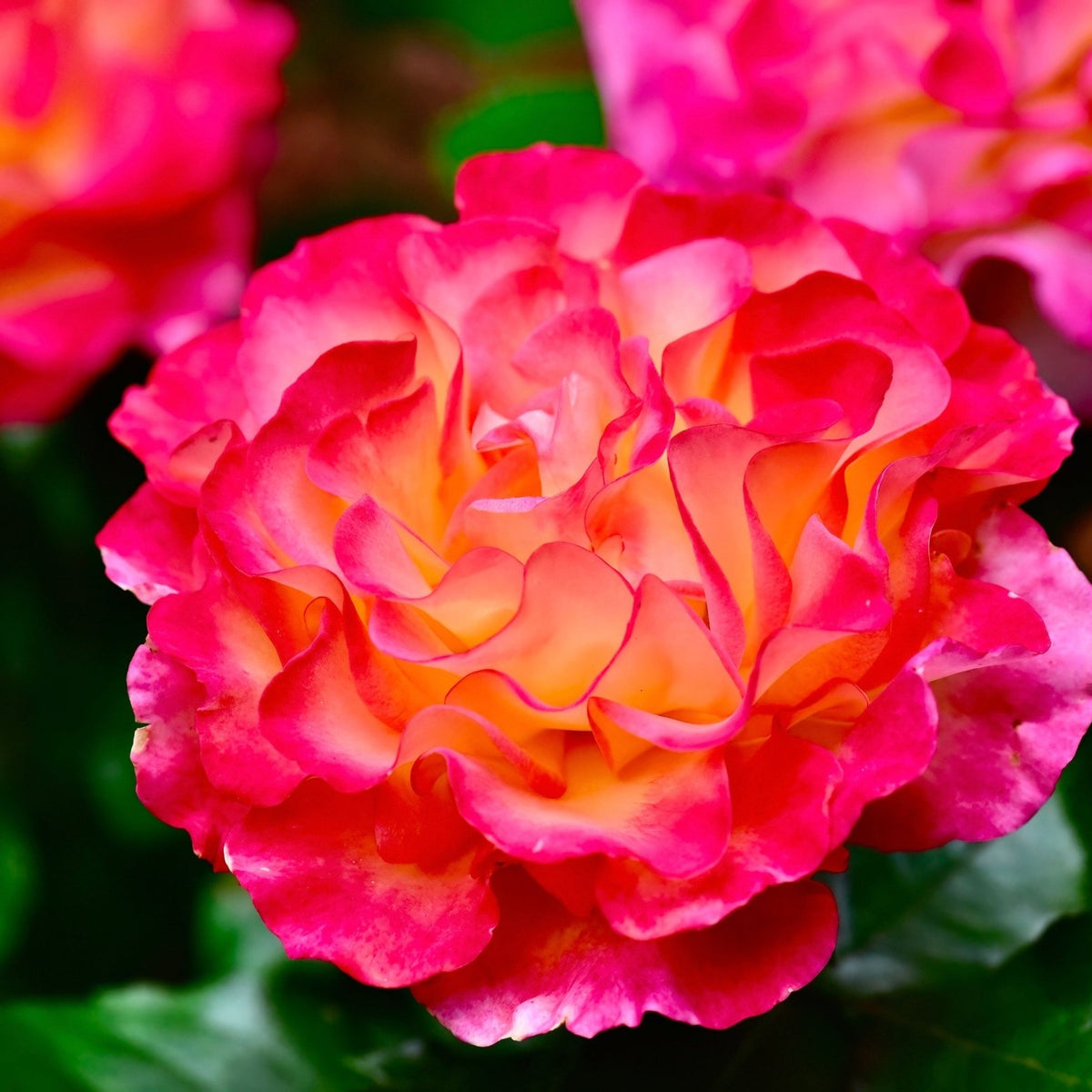 True Bloom™ True Sincerity Floribunda Rose | Buy at NatureHills.com